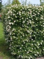 Gemeiner Liguster / Gewöhnlicher Liguster / Ligustrum vulgare kaufen