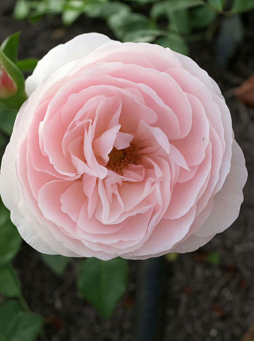 Englische Rose 'Heritage' / Rosa 'Heritage ®' kaufen