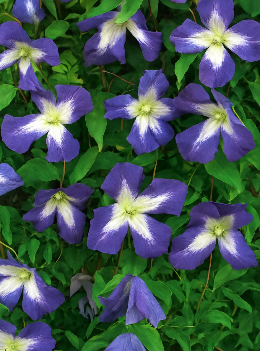Waldrebe 'Little Bas' / Clematis viticella 'Little Bas' kaufen