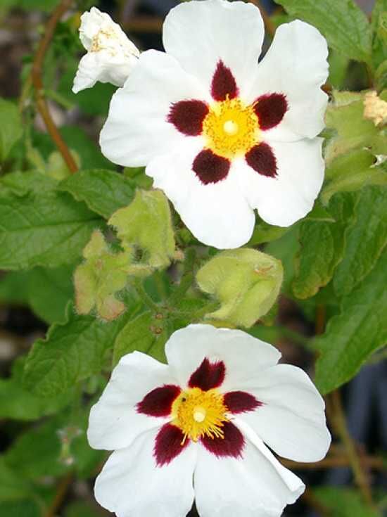 Solitärstauden günstig in Top-Baumschulqualität kaufen