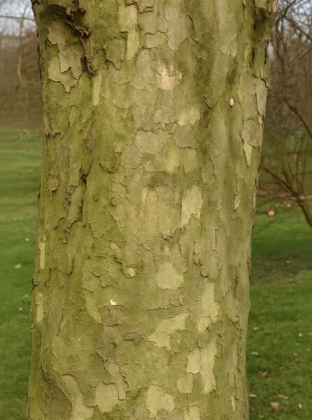 Ahornblättrige Plantane 'Pyramidalis' / Pyramiden-Platane kaufen