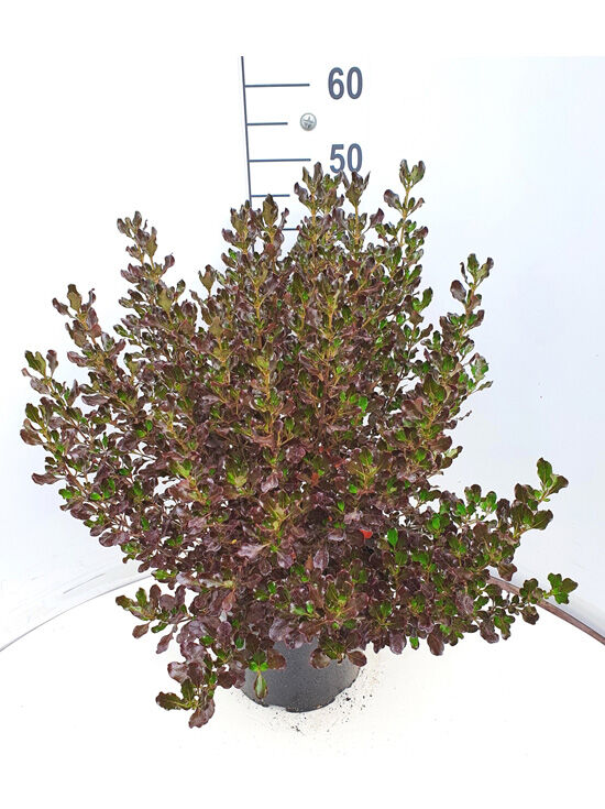Koprosma 'Pacific Night' / Coprosma repens 'Pacific Night' kaufen