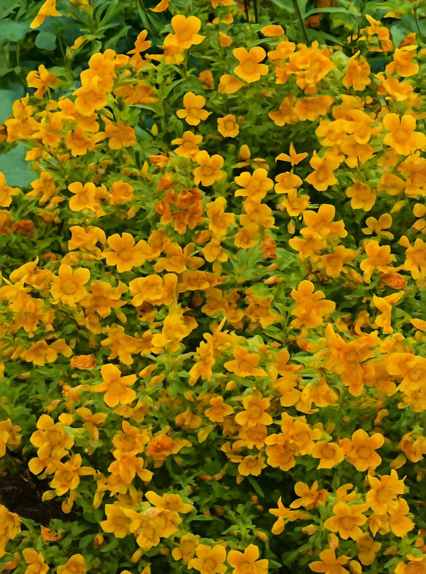 Garten-Gauklerblume 'Orange Glow' / Mimulus 'Orange Glow' kaufen