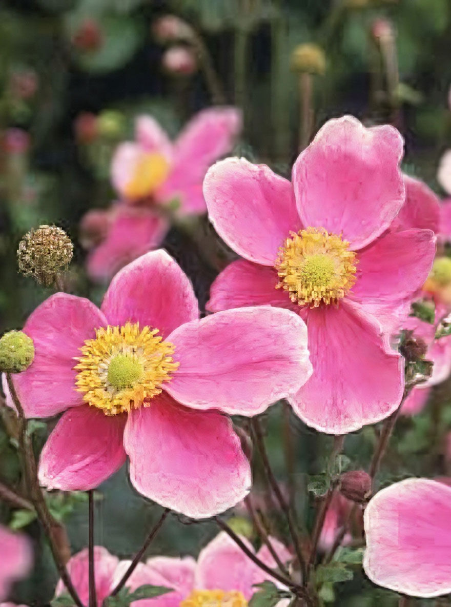 Japan Herbst-Anemone / Anemone hupehensis Praecox kaufen