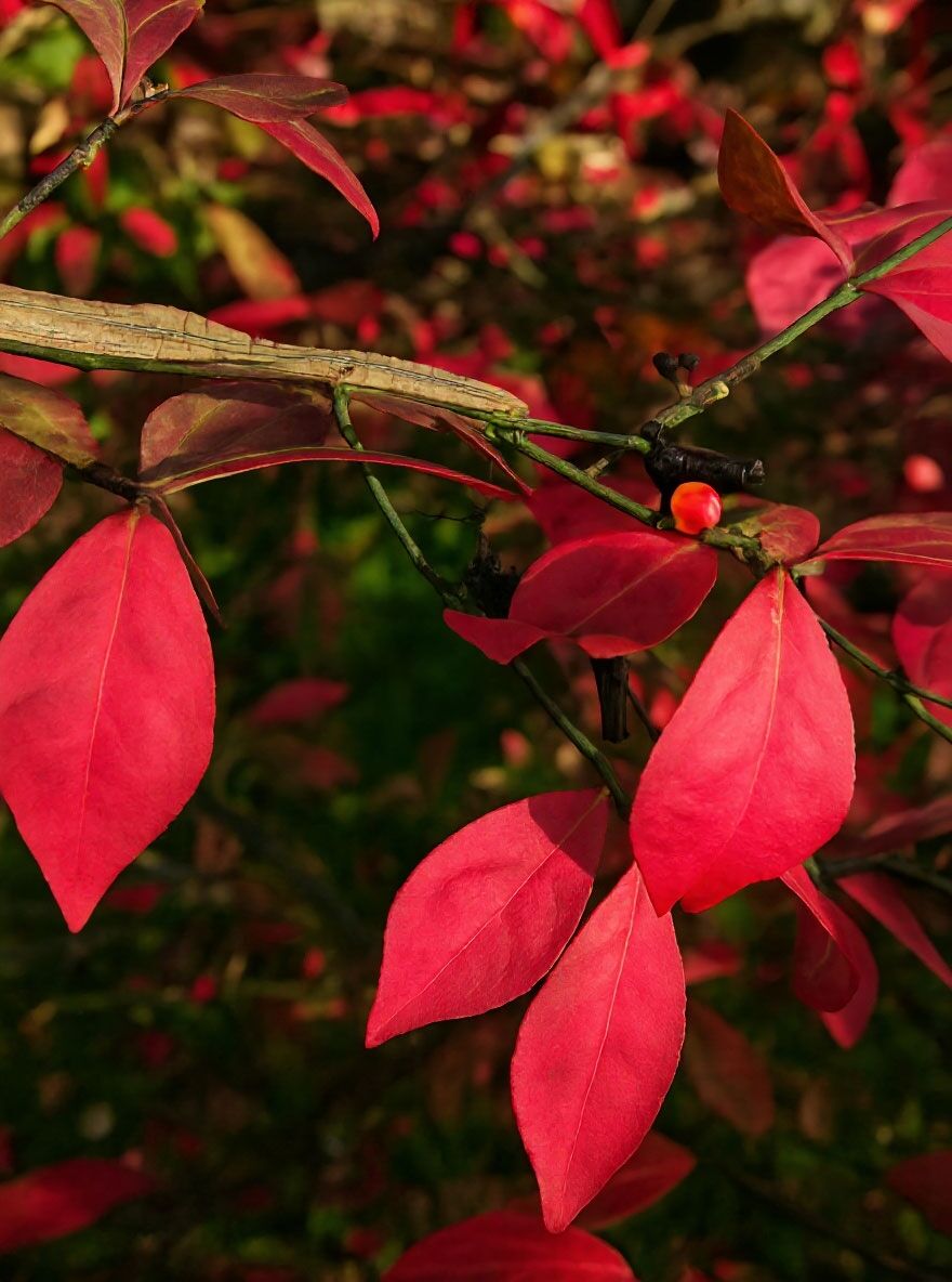 Euonymus Alatus Leaf Euonymus Alatus ‚Compactus' – Esveld Webshop