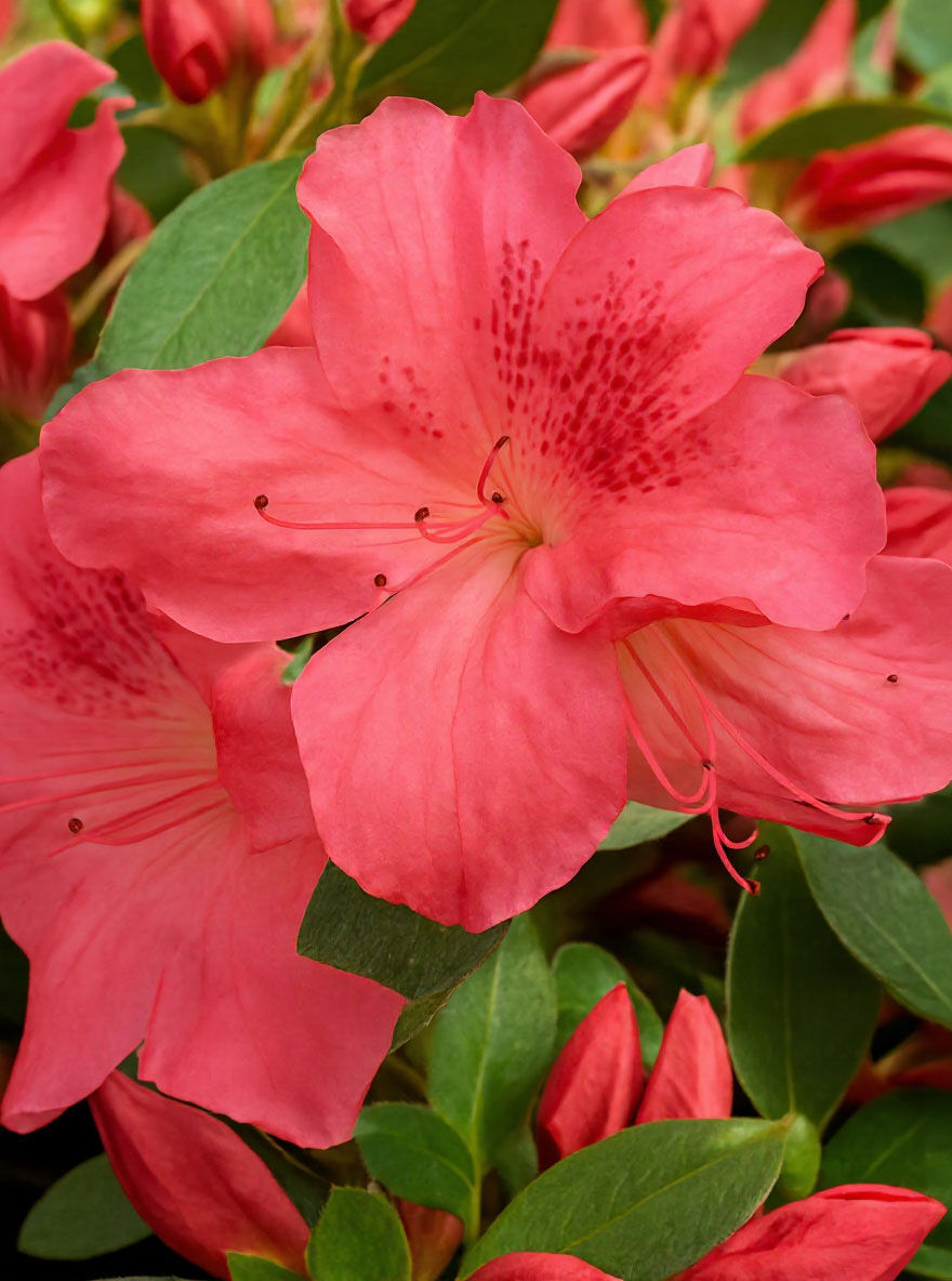 Japanische Azalee 'Gorbella' / Rhododendron obtusum 'Gorbella' kaufen