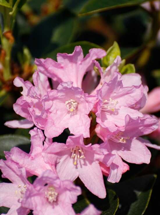 Zwergrhododendron - kleine Rhododendron mit kompaktem Wuchs kaufen