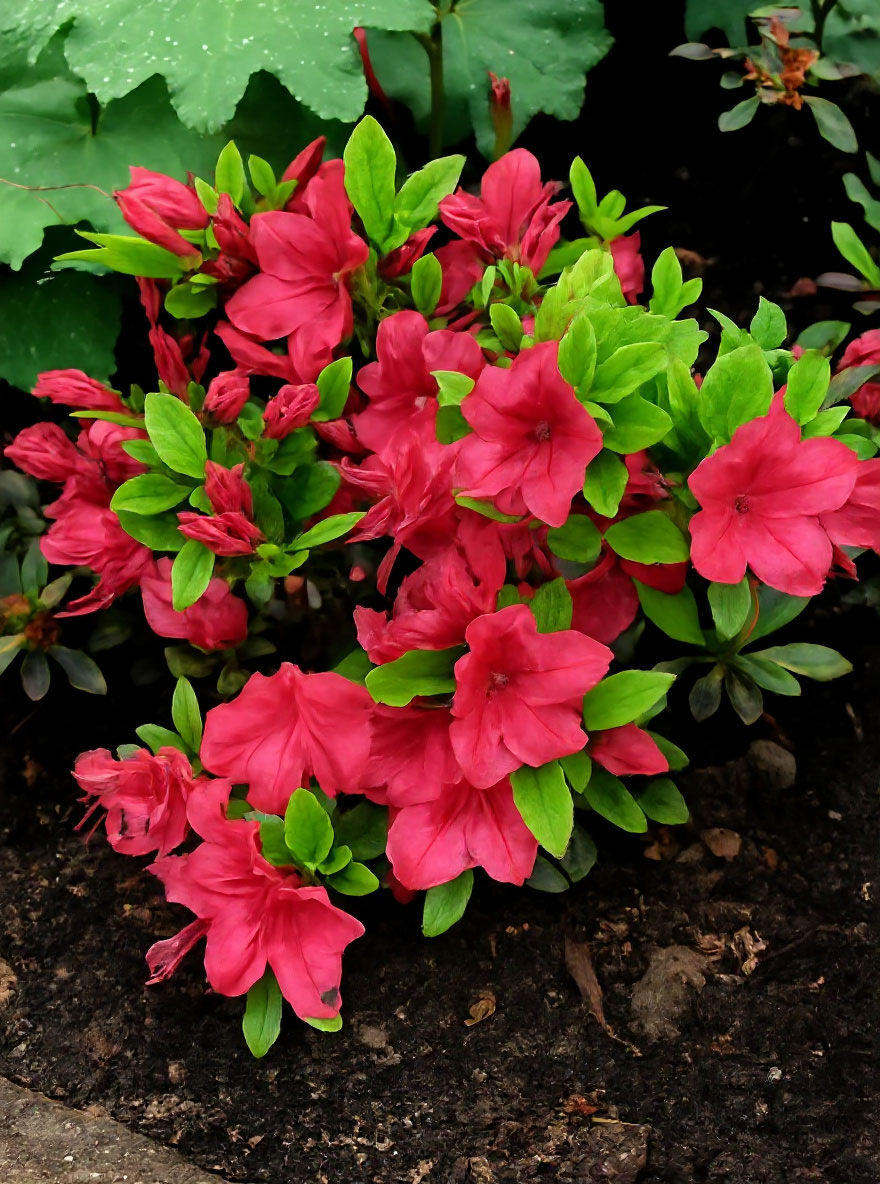 Japanische Azalee 'Arabesk' / Rhododendron obtusum 'Arabesk' kaufen