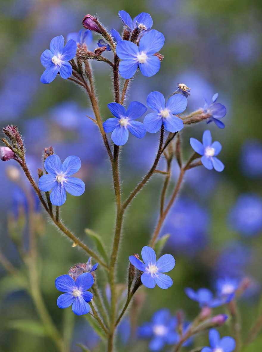 Große Ochsenzunge / Anchusa azurea kaufen