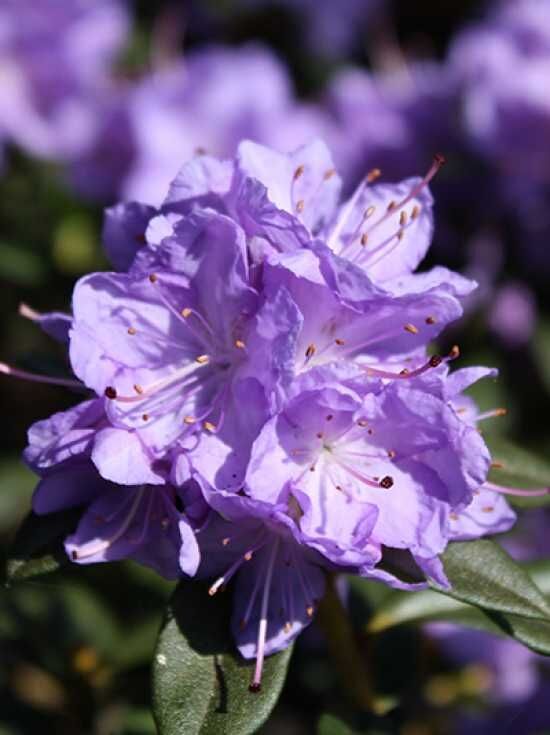 Zwergrhododendron 'Blue Bird' kaufen