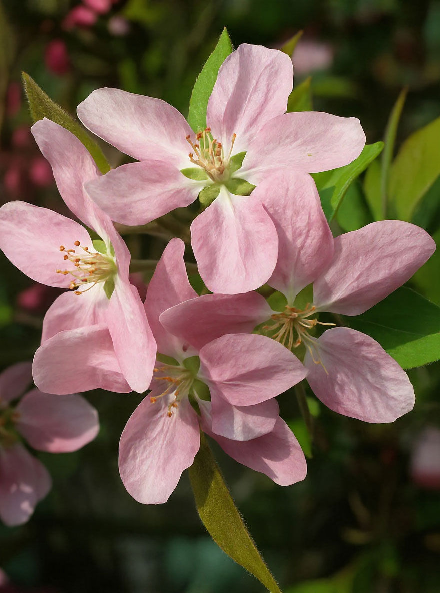 Zierapfel 'Hopa' / Malus 'Hopa' kaufen