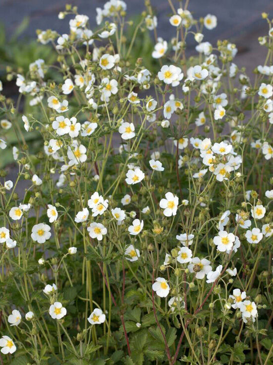 Felsen Fingerkraut / Potentilla rupestris kaufen