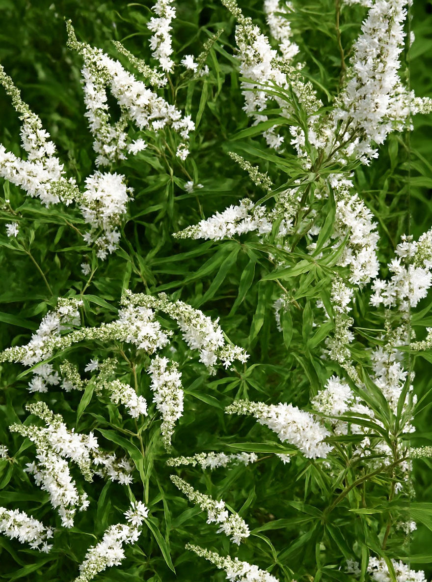 Mönchspfeffer 'weiß' / Vitex agnus-castus var. latifolia alba kaufen