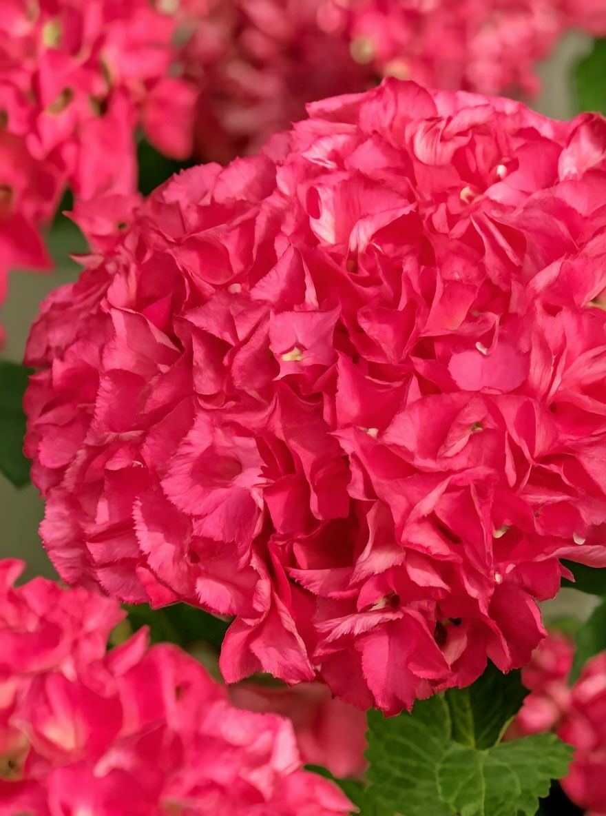 Bauern-Hortensie 'Selma'® - Hydrangea macrophylla 'Selma'® - Baumschule ...