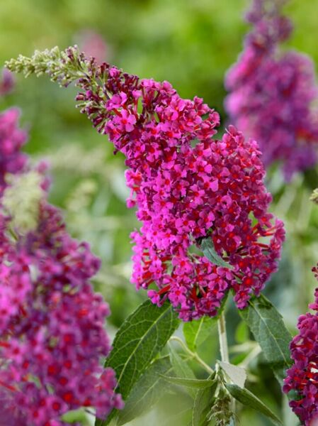 Zwerg-Sommerflieder 'Buzz® Wine' / Buddleja 'Buzz® Wine' kaufen