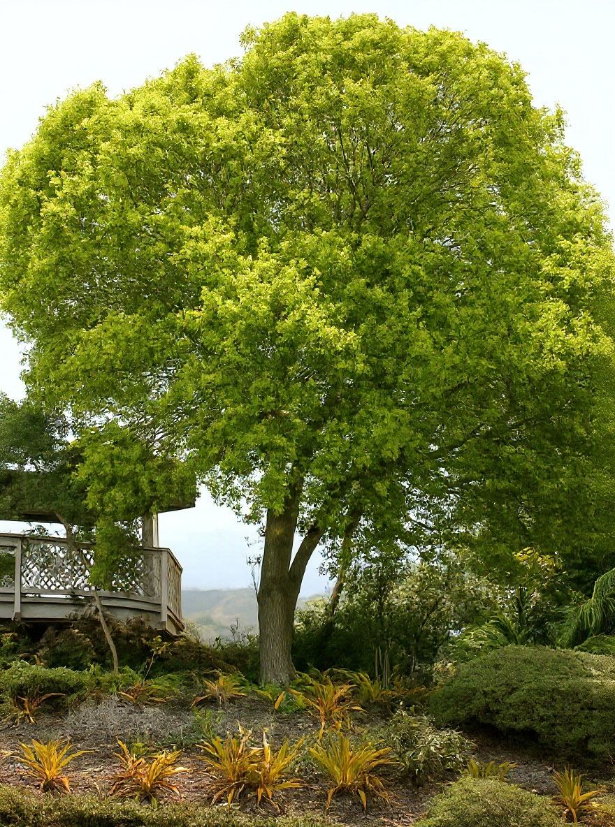 Kampferbaum / Kampferlorbeer - Cinnamomum camphora - Baumschule NewGarden