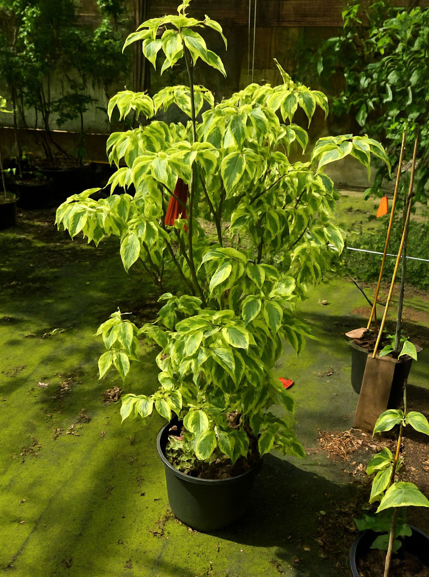 Japanischer Hartriegel 'Celestial Shadow'