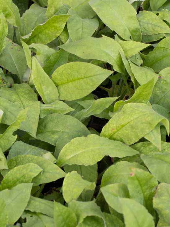 Lungenkraut - Pulmonaria günstig in Top-Baumschulqualität kaufen