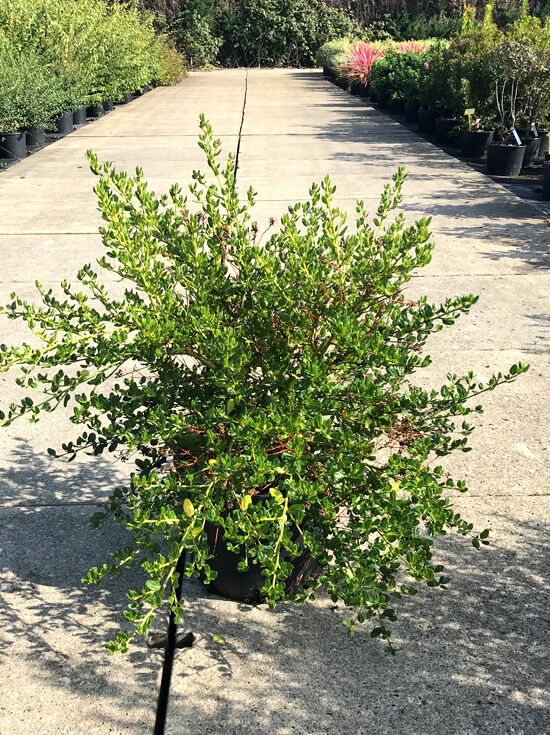 Säckelblume 'Blue Diamond' / Ceanothus 'Blue Diamond' kaufen