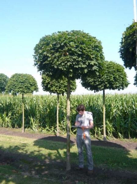 Kugel-Ahorn (Kugelbaum) / Acer platanoides 'Globosum' kaufen