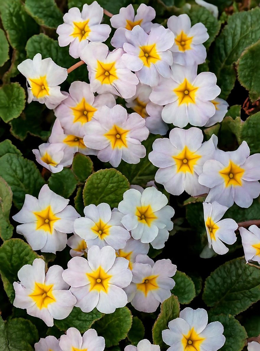 Teppich-Primel 'Garryarde Guinevere'