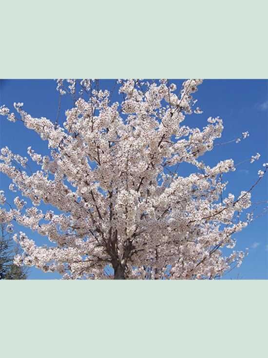 Tokyo-Kirsche / Prunus yedoensis günstig kaufen