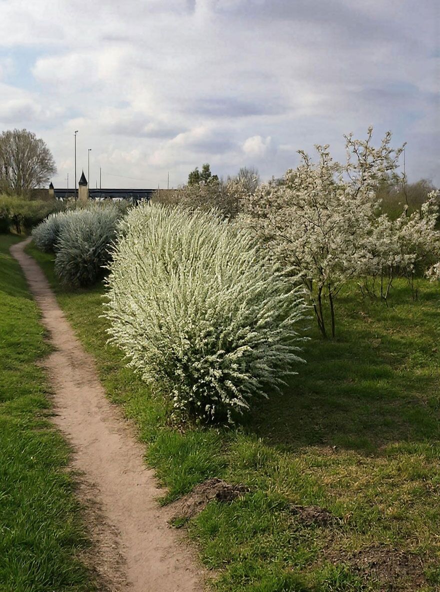 Weiße Rispen-Spiere 'Grefsheim' / Spiraea cinerea 'Grefsheim' kaufen