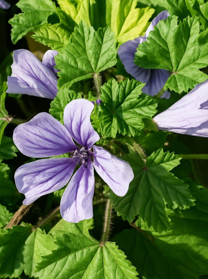 Wild-Malve 'Primley Blue' - Malva sylvestris 'Primley Blue ...