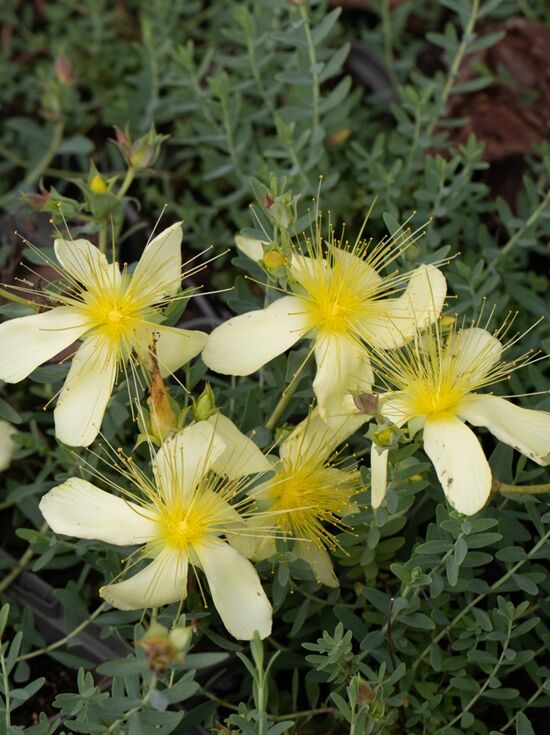 Polster-Johanniskraut 'Citrinum' / Hypericum polyphyllum 'Citrinum'