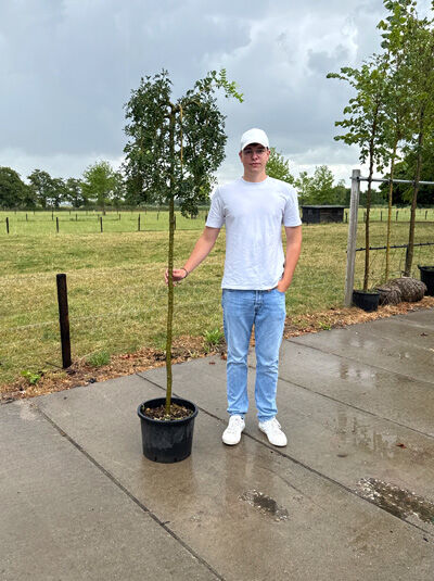 Erbsenstrauch 'Walker' / Caragana arborescens 'Walker' kaufen