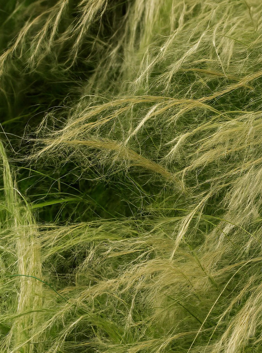 Frauenhaargras / Zartes Federgras 'Ponytails' kaufen