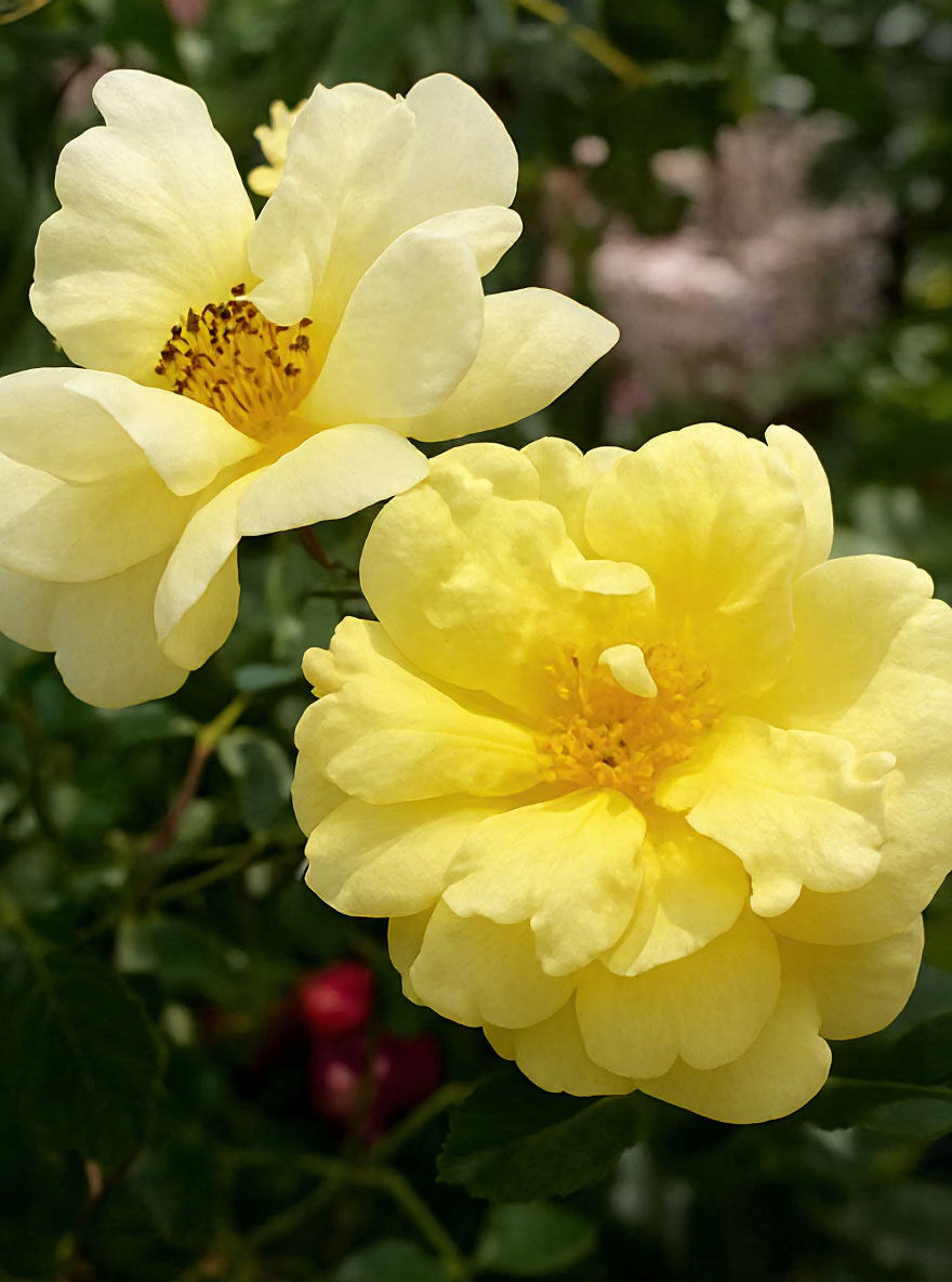 Bodendeckerrose 'Sunny Rose' / Rosa 'Sunny Rose ®' kaufen