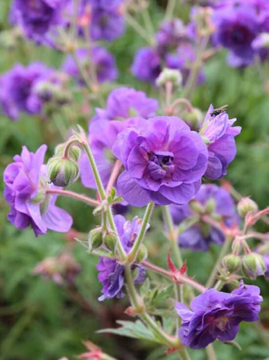 Gefüllter Himalaya-Storchschnabel 'Birch Double (Plenum)'