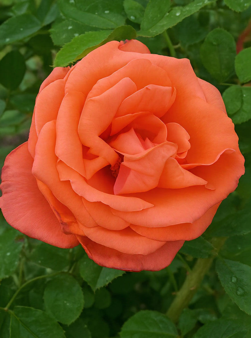 Beetrose 'Fragrant Delight' / Rosa 'Fragrant Delight ®' kaufen