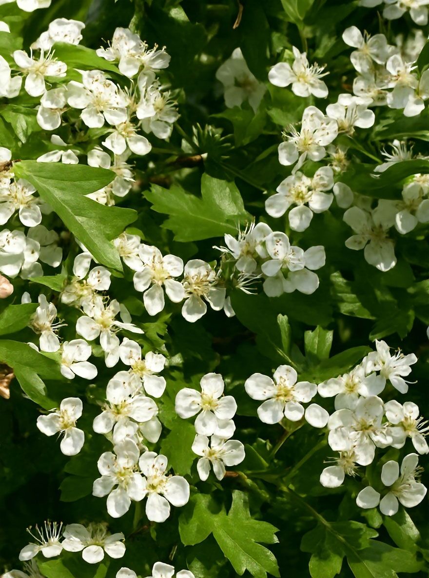 Eingriffeliger Weissdorn Blute