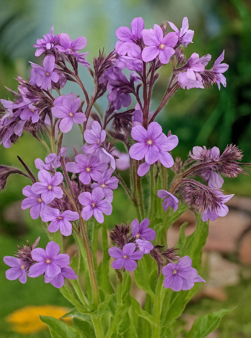 Ochsenzunge 'Dropmore' / Anchusa azurea 'Dropmore' kaufen