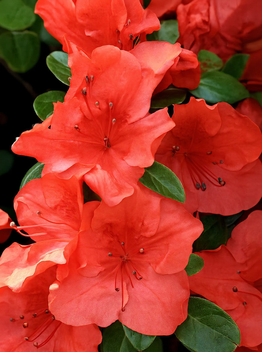 Japanische Azalee 'Ageeth' / Rhododendron obtusum 'Ageeth' kaufen