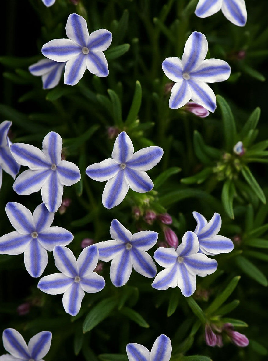 Steinsame 'Star ®' / Lithodora diffusa 'Star ®' kaufen