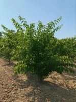 Tokio-Kirsche / Prunus yedoensis kaufen