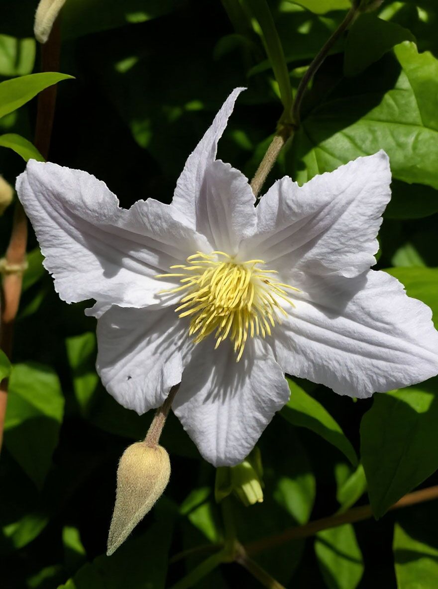 Waldrebe 'Entel' / Clematis viticella 'Entel' günstig kaufen