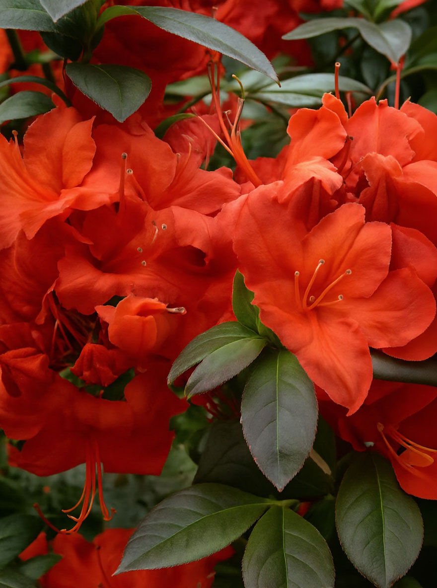 Laubabwerfende Azalee 'Royal Command'