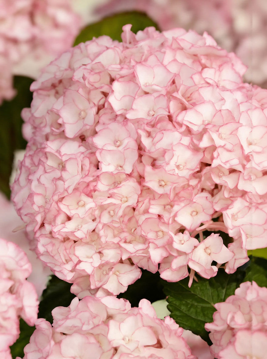 Bauern-Hortensie 'Sabrina'® / Hydrangea macrophylla 'Sabrina'® kaufen