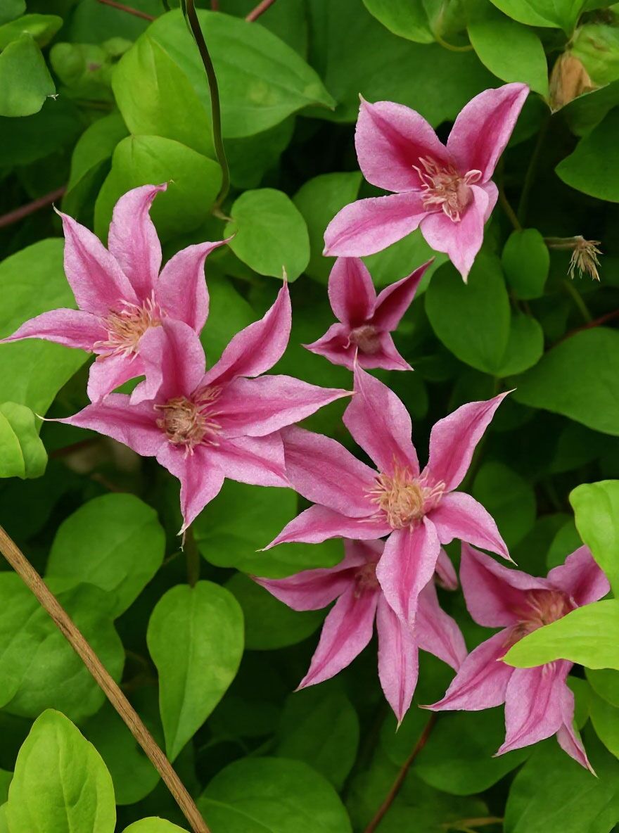 Texas-Waldrebe 'Duchess of Albany' / Clematis texensis 'Duchess of Albany'