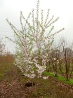 Tokio-Kirsche / Prunus yedoensis kaufen