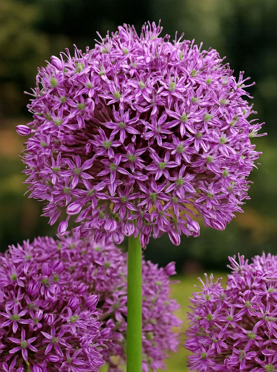Zierlauch 'Mars' / Allium 'Mars' kaufen