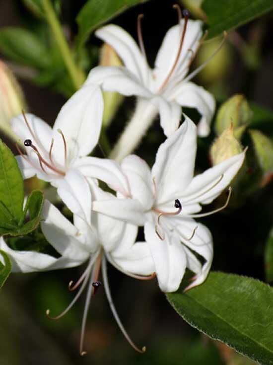 Sommergrüne Azalee 'Weston's Innocence' / Azalea viscosa 'Weston's ...