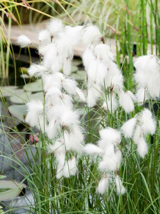 Sumpf-Pflanzen günstig in Top-Baumschulqualität kaufen