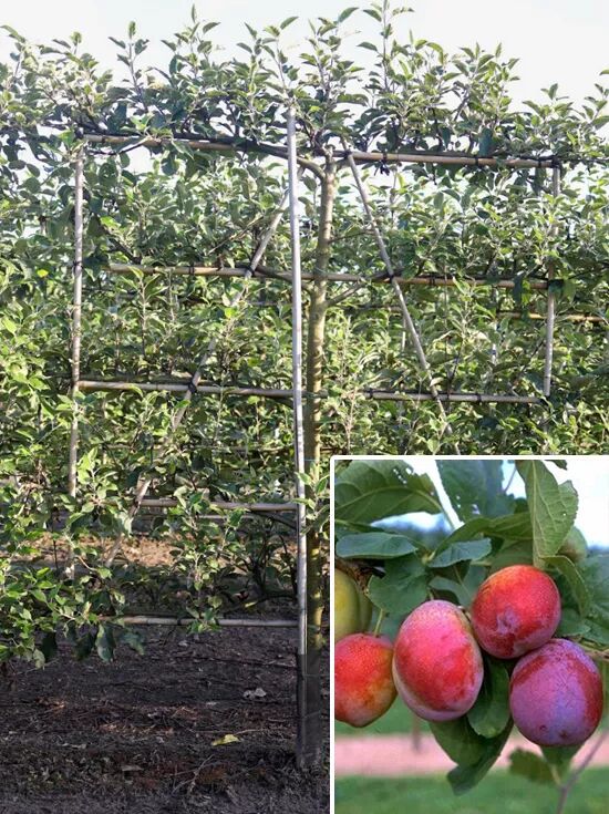 Pflaume Königin Victoria 'Boden-Spalier' H:160 B:160 T:20 (Stamm 50 cm)