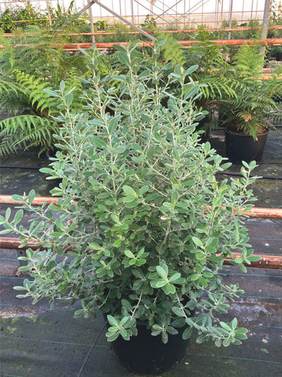 Baumaster/ Gänseblümchenstrauch / Olearia traversii kaufen