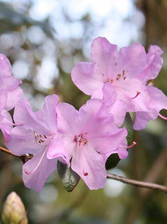 Rhododendron 'Praecox' / Rhododendron 'Praecox' kaufen